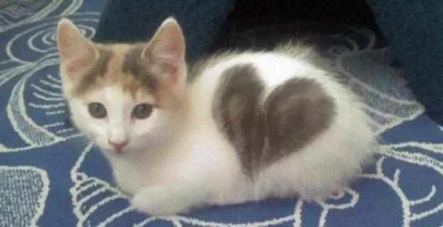 Ces CHATS ont une fourrure vraiment ETONNANTE